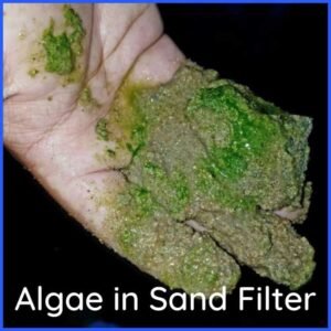 How to Clean and Prevent Algae in Sand Filters